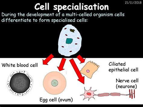 Aqa Additional Science Ppt Download