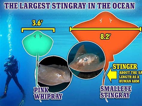 Monstrous Stingrays Up To 10 Feet Long Are Tagged In The Wild For The