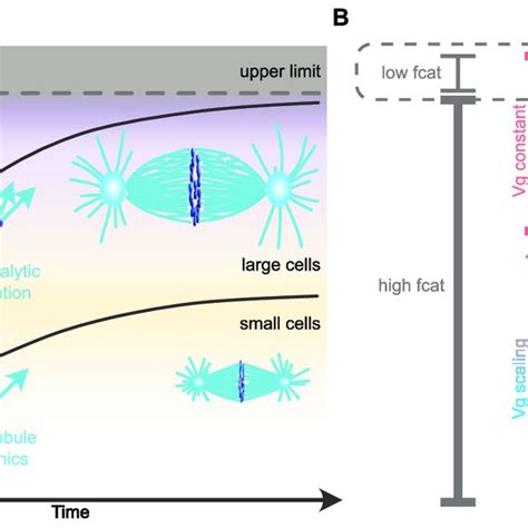Mechanisms Of Spatial And Temporal Control Of Spindle Assembly And Download Scientific Diagram