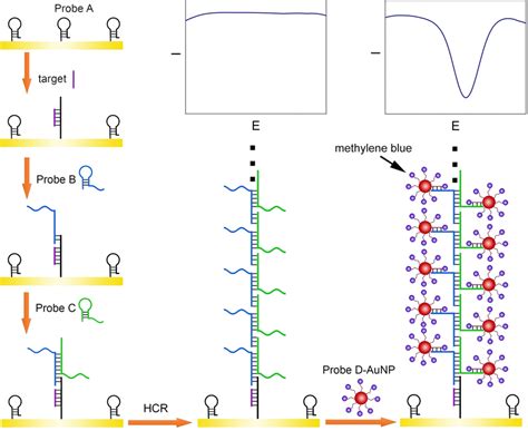 Illustration Of The Electrochemical Biosensor For Trace Mirna Assay Download Scientific Diagram