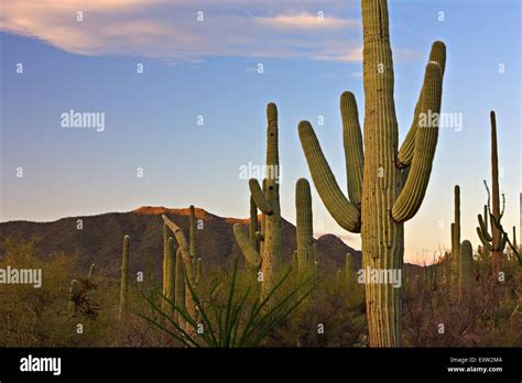 Saguaro Cactus Carnegiea Gigantea Saguaro National Park West Saguaro