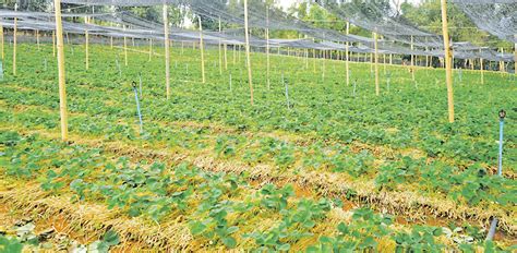 ဟိုပုံးမြို့နယ်၌ စိုက်ပျိုးရောင်းချသည့် စတော်ဘယ်ရီသီးများ စတင်ထွက်ရှိချိန်တွင် ဈေးကောင်းရရှိ