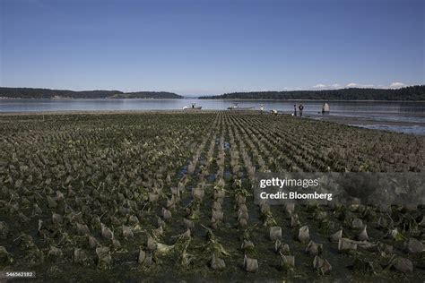 Workers Plant Geoducks Into Mesh Tubes On A Beach Leased By Taylor