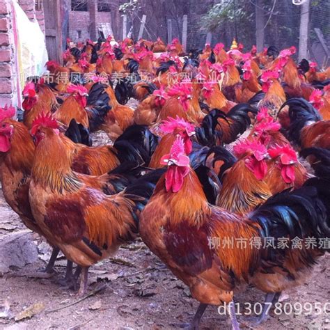 红瑶鸡公母 广西瑶鸡苗 柳州瑶鸡鸡苗 瑶鸡鸡苗批发价格南丹 鸡 食品商务网