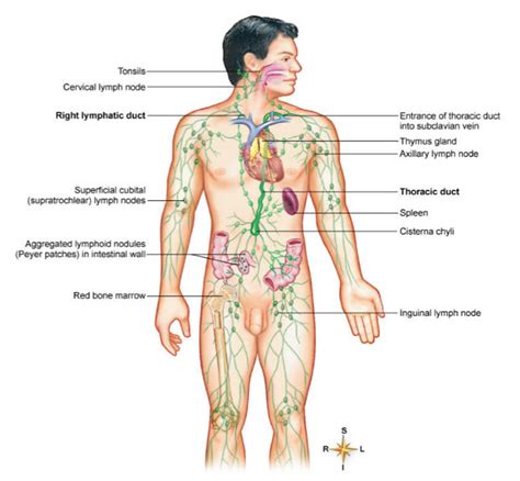 Our Body Fluids Are Multi Dimensional Dr R Young Connecting Frequencies