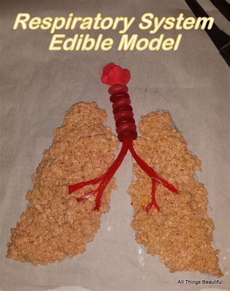 How To Make An Edible Model Of The Respiratory System Artofit
