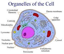 Cell Organelle Flashcards Quizlet