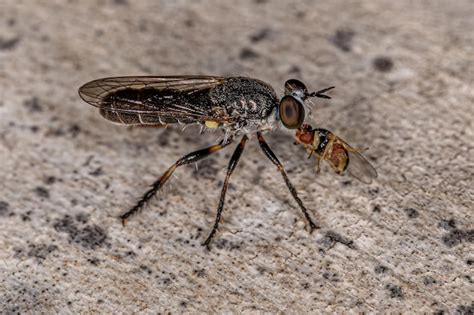 Premium Photo Adult Robber Fly