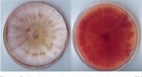 Figure 1 From Morphological And Molecular Detection Of Fusarium Chlamydosporum From Root