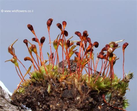 Funaria Pulchella The Unique And Ecologically Significant Moss Outdoor Moss