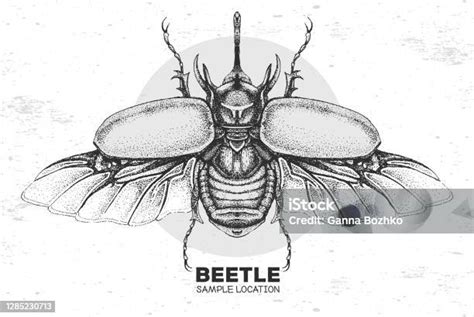 사실적인 손 그리기 코뿔소 딱정벌레 예술적 버그 곤충학적 벡터 일러스트레이션 고풍스런에 대한 스톡 벡터 아트 및 기타 이미지 고풍스런 곤충 그래픽 프린트 Istock