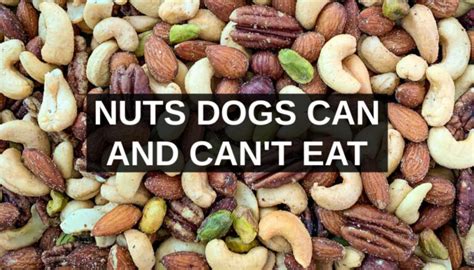 Nuts Dogs Can Eat And Nuts Harmful To Dogs