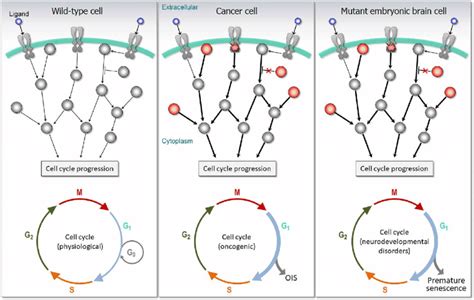 The Cellular Network And Cell Cycle Schematic Diagrams Of The Networks Download Scientific