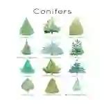 Conifer Flashcards Evergreen Christmas Tree Flashcards Set Instant Download By Teach Simple