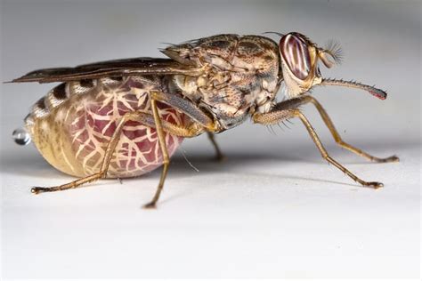 The Bizarre World Of Insect Sex Athens Science Observer