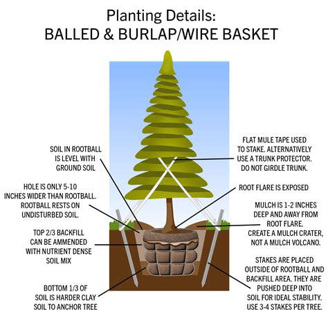 Evergreen Tree Planting Detail Bud Formation And Growth In Christmas