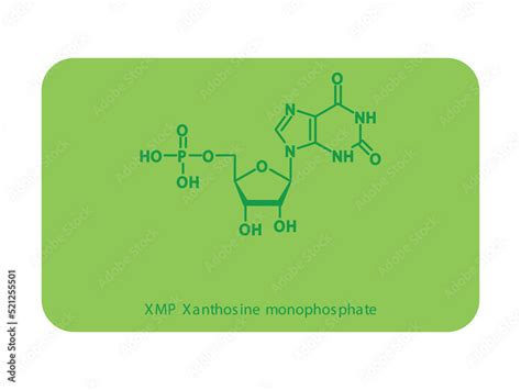 Xmp Xanthosine Monophosphate Nucleotide Molecular Structure Diagram On White Background Dna And