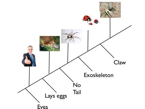 Human Crab Evolution At John Triche Blog