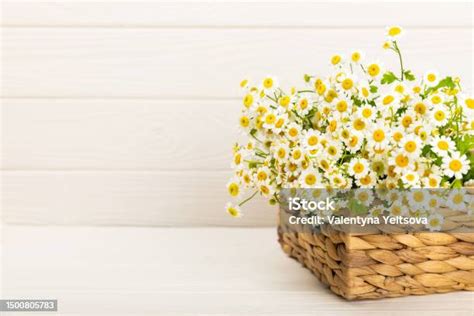 대나무 바구니에 카모마일 꽃입니다 여름 들판 꽃의 꽃다발입니다 향기로운 흰색 노란색 꽃입니다 여름 컨셉입니다 텍스트를 위한 위치입니다 복사 공간 흰색 배경에 구성 건강관리와