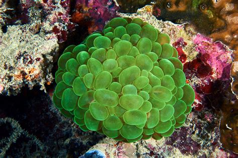 Anthozoa Alexander Semenov