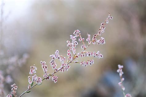 부드럽고 가볍고 흐릿한 배경에 얇은 가지를 장식하는 섬세한 분홍색과 흰색 봄 꽃은 자연스러운 우아함을 보여줍니다 거의 눈에 띄지 않는 거미줄이 줄기를 감싸고 있어 우아함을
