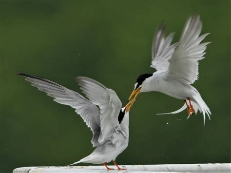 コアジサシ 2023 06 28 日本の野鳥識別図鑑