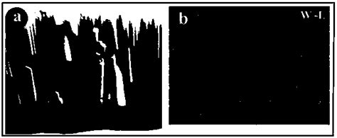 Preparation Method Of Tungsten Doped Titanium Dioxide Nanotube Array