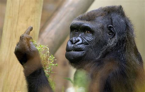 Angry Gorilla Giving The Finger By Sablebomb On Deviantart