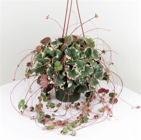 Strawberry Begonia A Perfect Beginners Houseplant