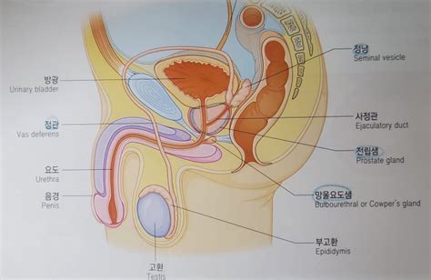 10 생식생리 남성생식기관 And 여성생식기관 네이버 블로그