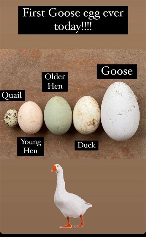 Farm Egg Comparison Farm Eggs Quail Farm Life