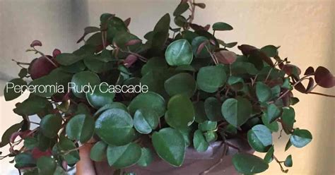 Peperomia Ruby Cascade Care Learn Tips On Growing Ruby Peperomia