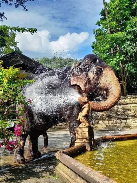 Perakumpura National School පැරකුම්පුර ජාතික පාසල Facebook