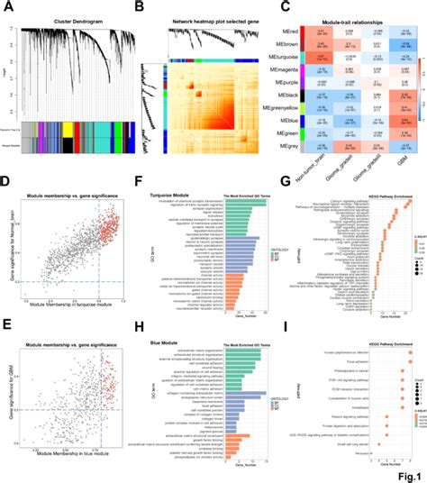 多形性胶质母细胞瘤的分子机制和治疗靶点：网络和单细胞分析 Scientific Reports X Mol