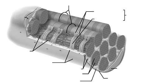 Chapter 8 Labeling Diagram Quizlet