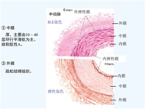 第9章第1节 血管概述及血管壁微细结构电子课件中职高教版解剖学基础（第4版） 共28张ppt 21世纪教育网