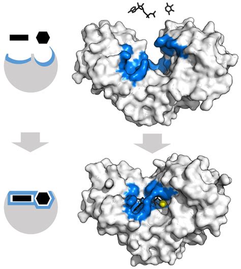 Enzyme Kinetics Structure Function Michaelis Menten Kinetics