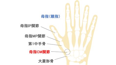 母指cm関節症 佐藤整形外科医院 宮城県石巻市