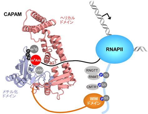 Laboratory Of Epitranscriptomics IQB The University Of Tokyo