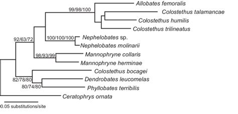 Maximum Likelihood Ml Phylogram Based On Analysis Of Sequences Of The Download Scientific