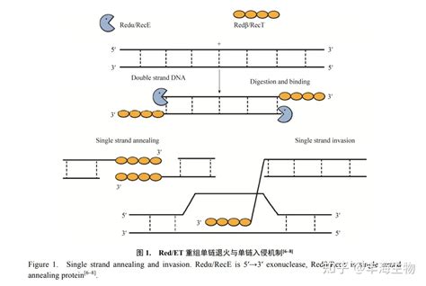 Red同源重组系统的原理和应用 技术中心 稳定细胞系构建 大肠杆菌基因编辑 慢病毒载体 英茂盛业生物科技有限公司