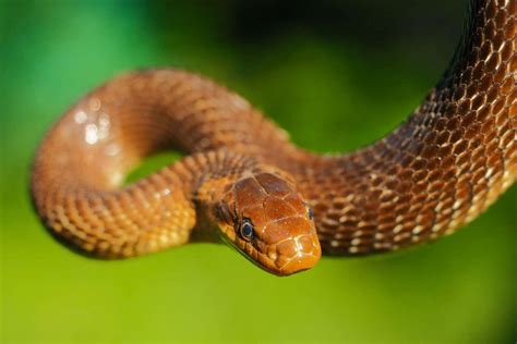 Invasive Snake Is Surviving In Britain By Living In Attics And Walls