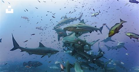 산호초 위를 헤엄치는 상어 무리 사진 Unsplash의 무료 퍼시픽하버 이미지