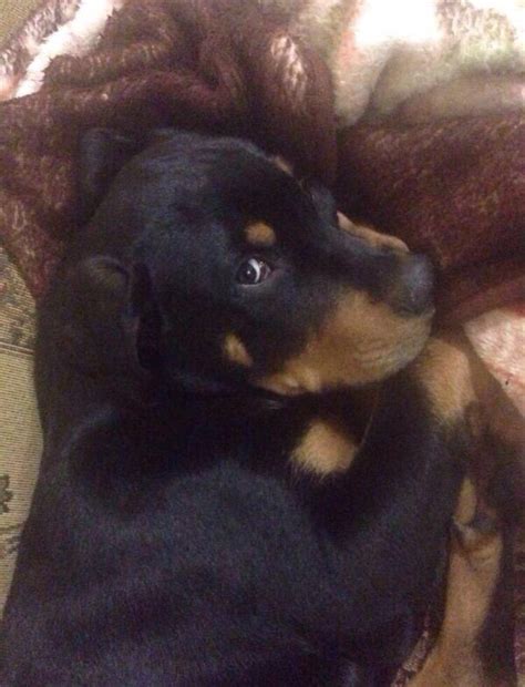 Jasdeep Mangat Jasdeep Twitter