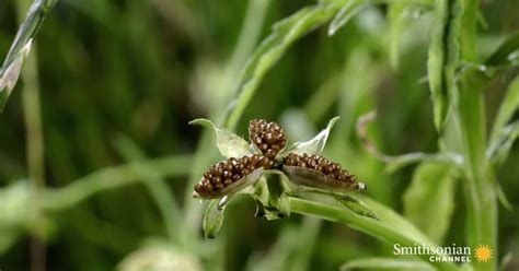 Slow Motion Close Ups Of Plants With Exploding Seeds Twistedsifter