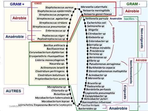 Classification Taxonomie Des Bactéries 17