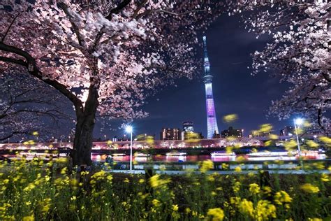 5 Spots To Enjoy Cherry Blossom At Night In Tokyo Yozakura — Fun Creative