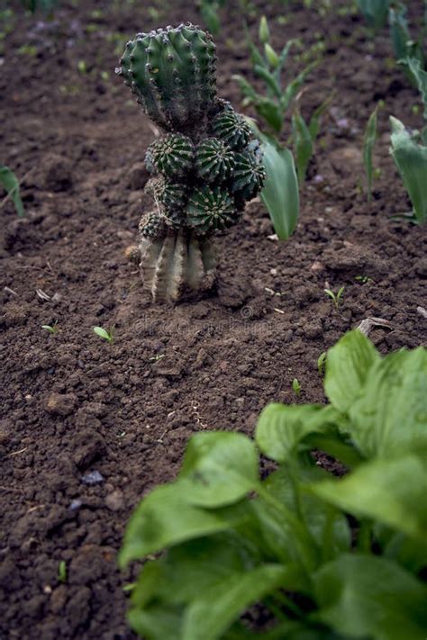 Cactus Is Planted In The Ground Stock Image Image Of Dirty Growth