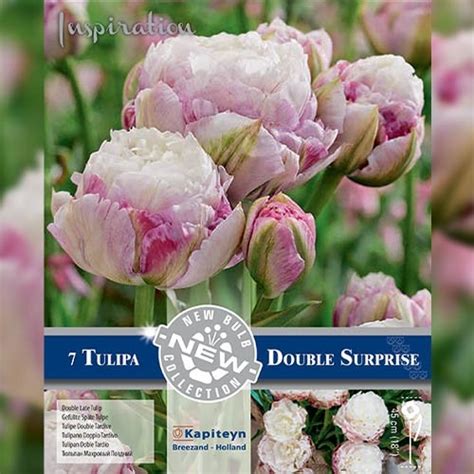Тюльпан Double Surprise (Брендовые луковицы KAPITEYN®) – купить в Киеве ...