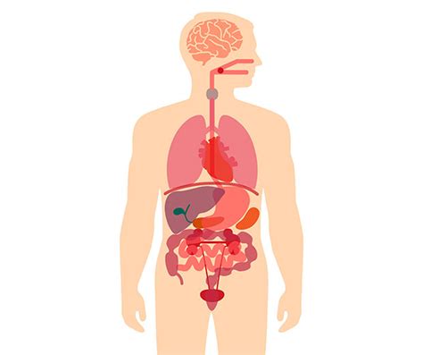 การจัดระบบในร่างกาย ครูหมู วิทยาศาสตร์ Kru Moo Science